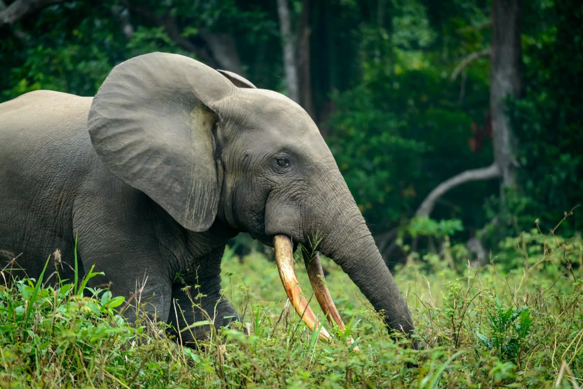 Animals in Cote d'Ivoire 2026 | The Animal Map