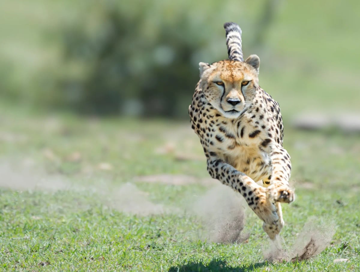 Animals in Uganda 2026 | The Animal Map