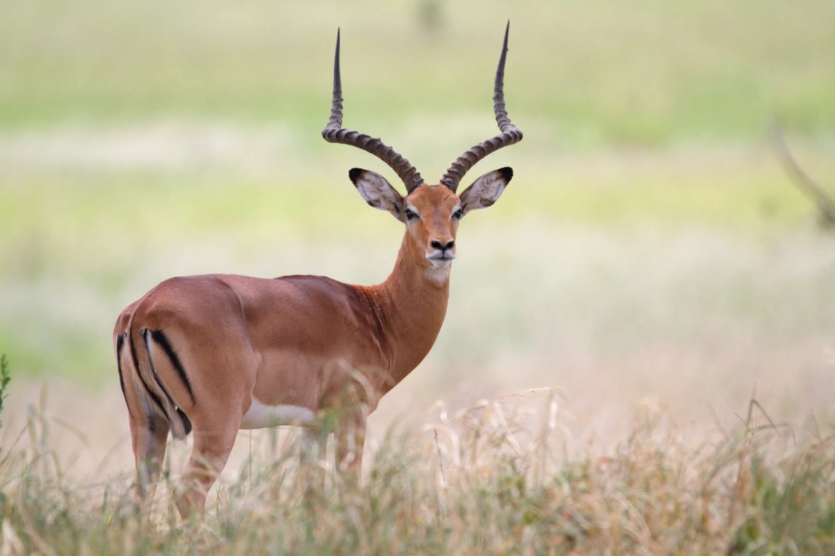 Animals in Rwanda 2026 | The Animal Map