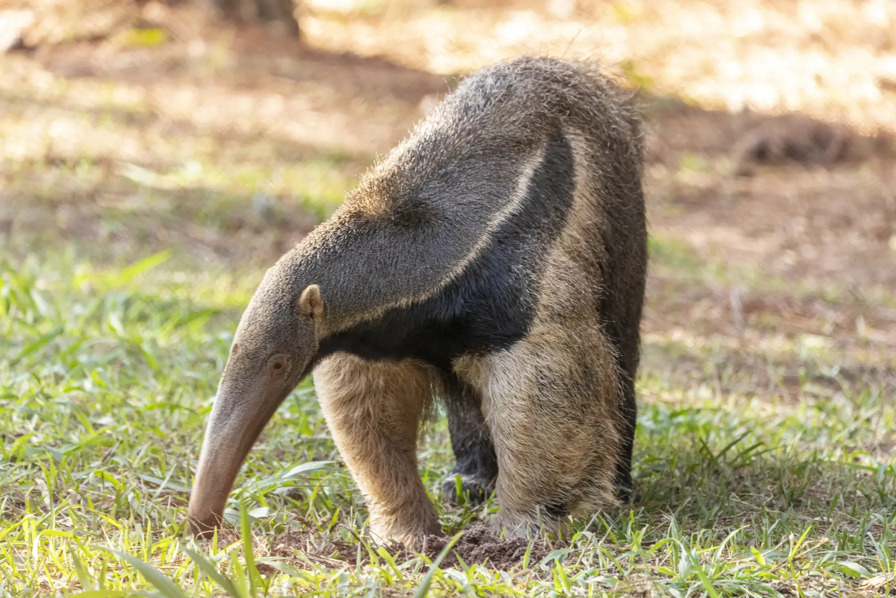 Anteater 2026: Incredible Facts, Habitat, Diet & More