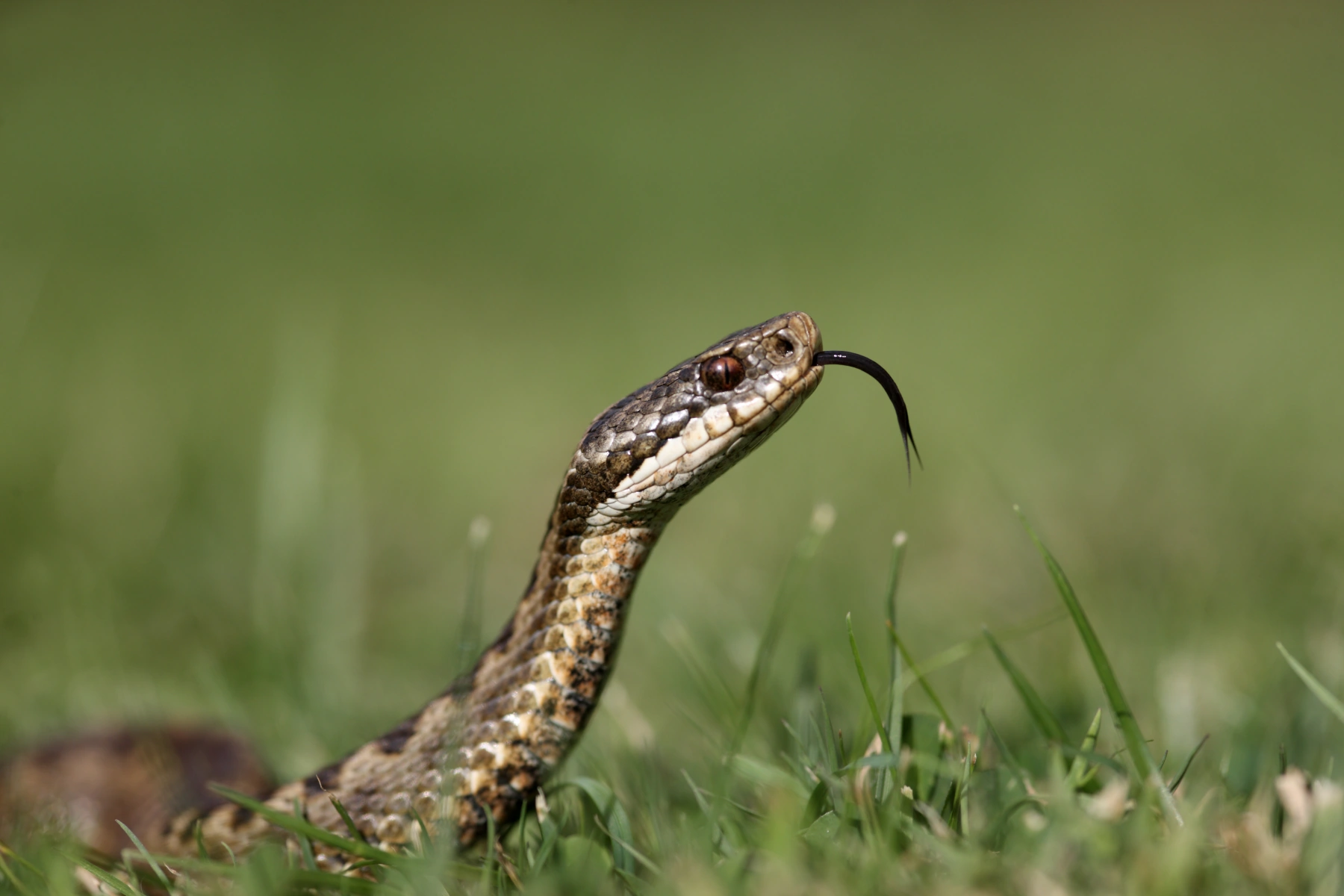 European Adder 2026: Incredible Facts, Habitat, Diet & More
