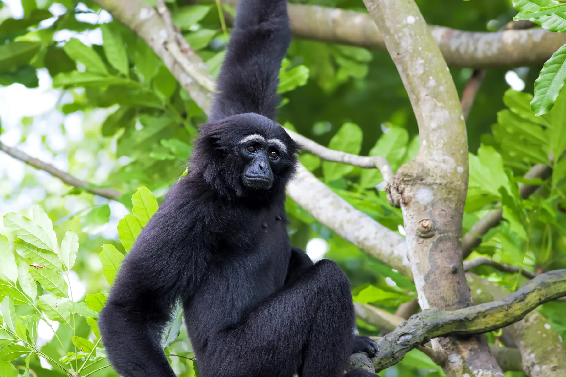 Siamang 2026: Incredible Facts, Habitat, Diet & More