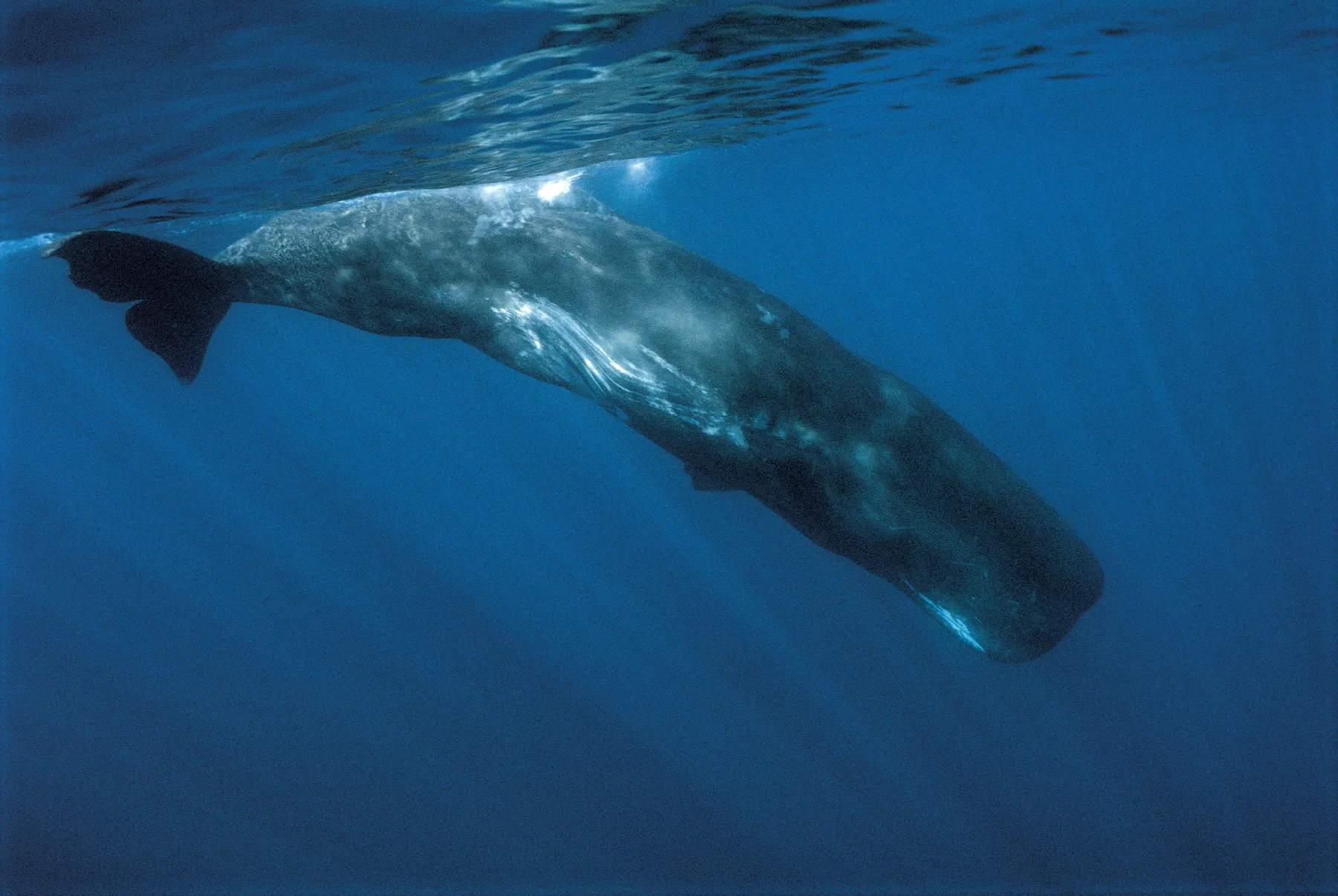 Sperm Whale 2026 Incredible Facts Habitat Diet More